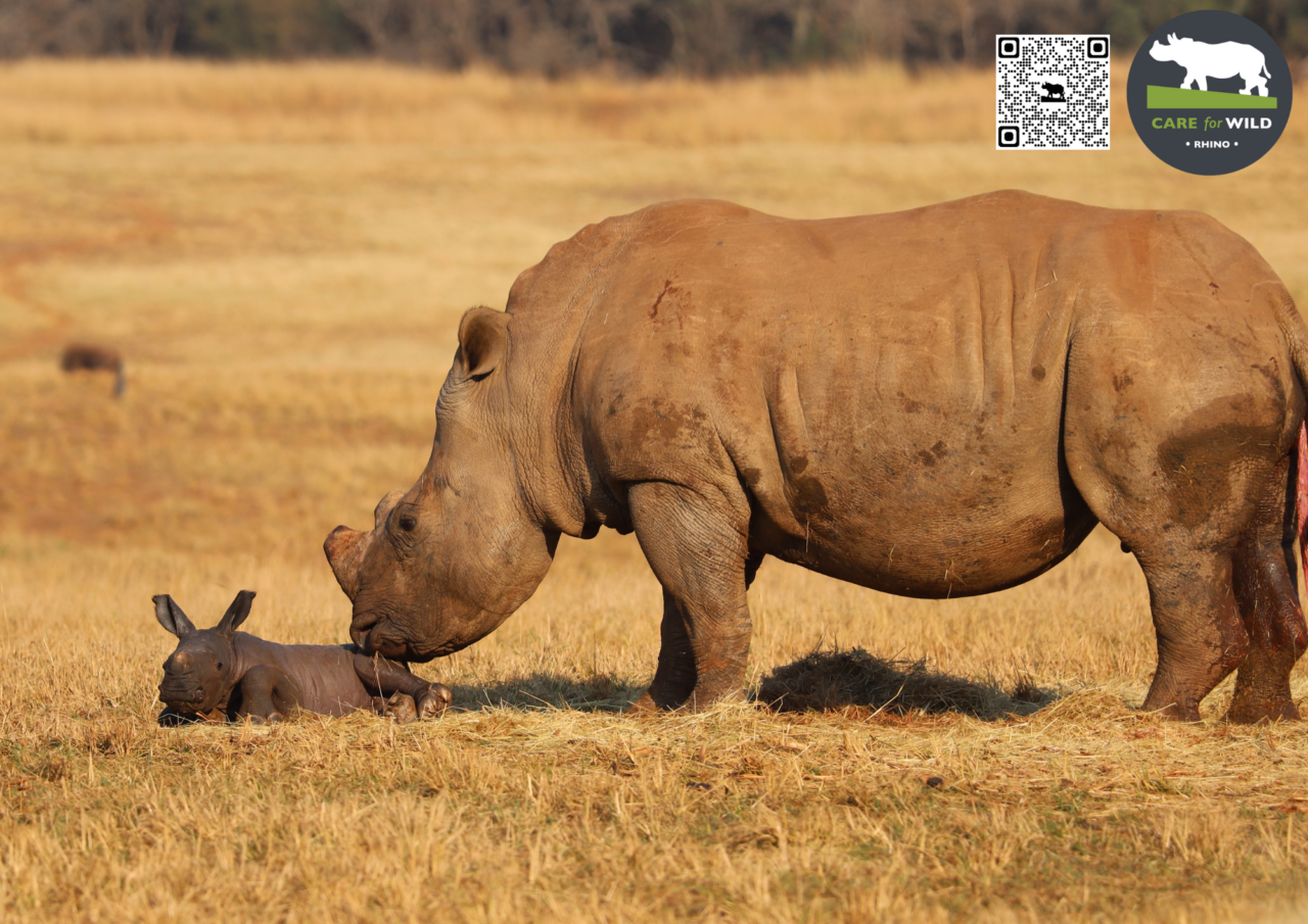 Partner NR | RHINORY