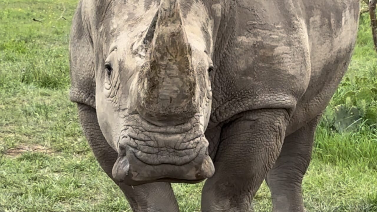 Our Rhino Reserve | RHINORY